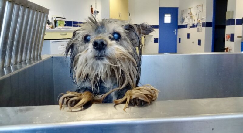 La teigne chez le chien et le chat - Clinique vétérinaire Calvisson