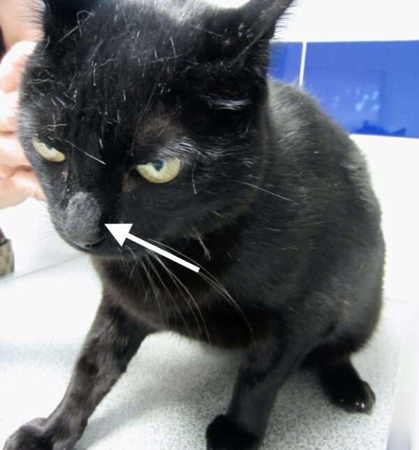 La teigne chez le chien et le chat - Clinique vétérinaire Calvisson