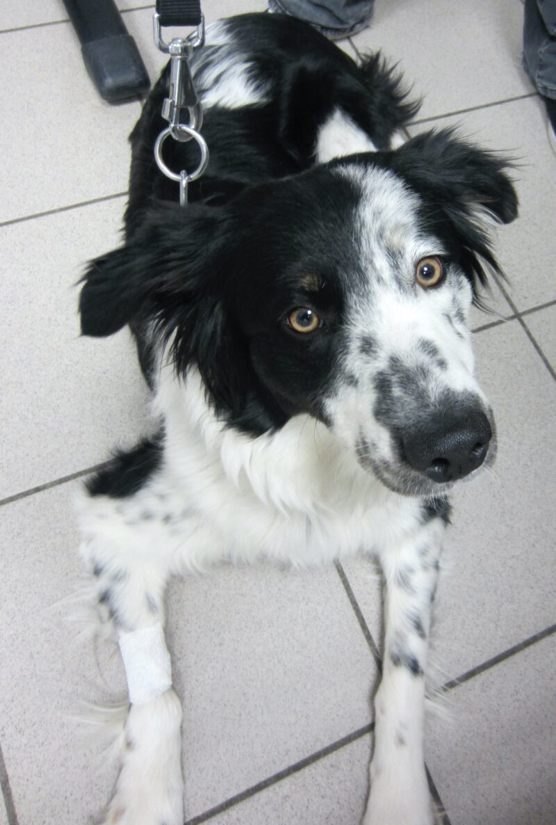 Le gène MDR-1 (ABCB1) chez le chien - Clinique vétérinaire Calvisson