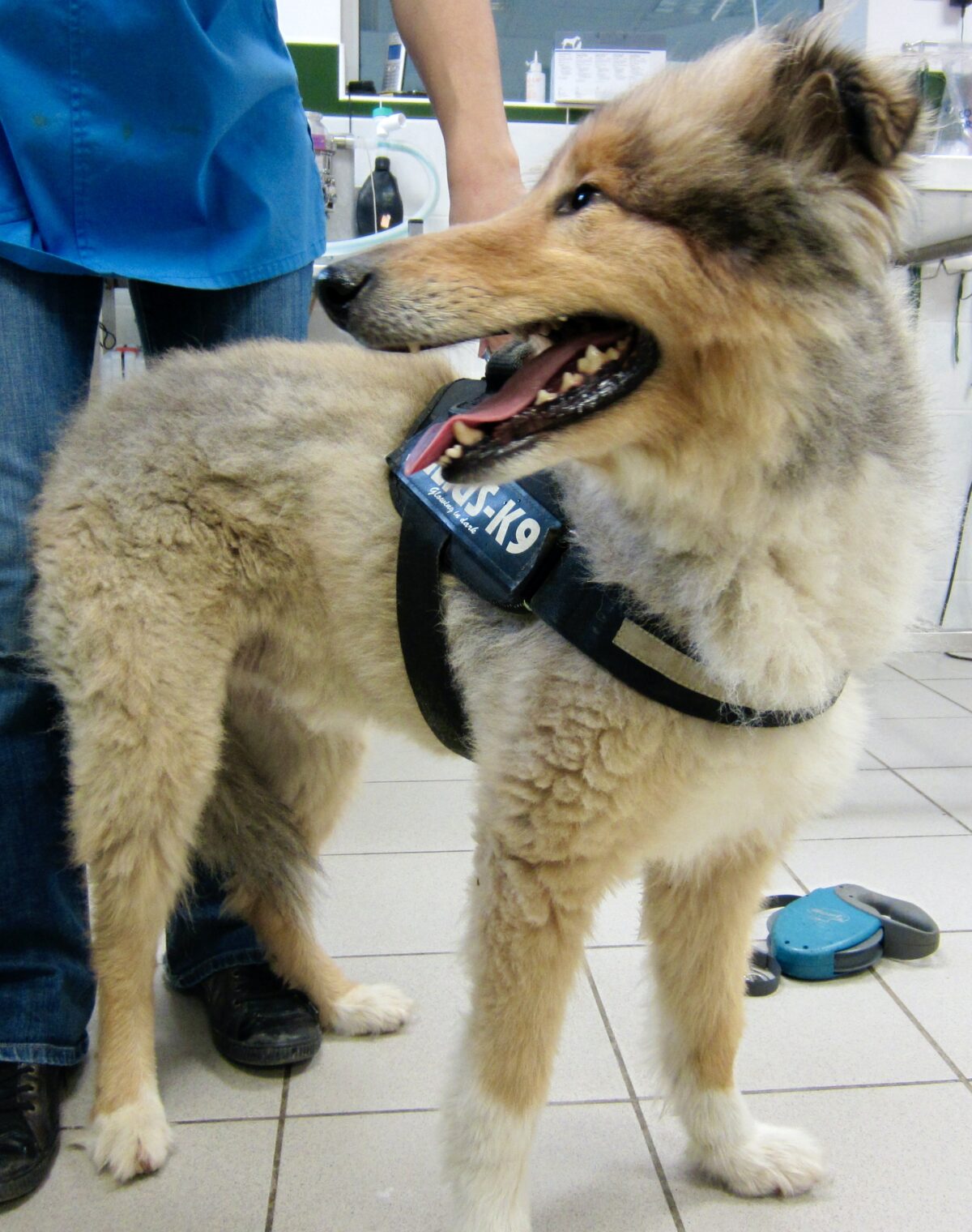 Le gène MDR-1 (ABCB1) chez le chien - Clinique vétérinaire Calvisson