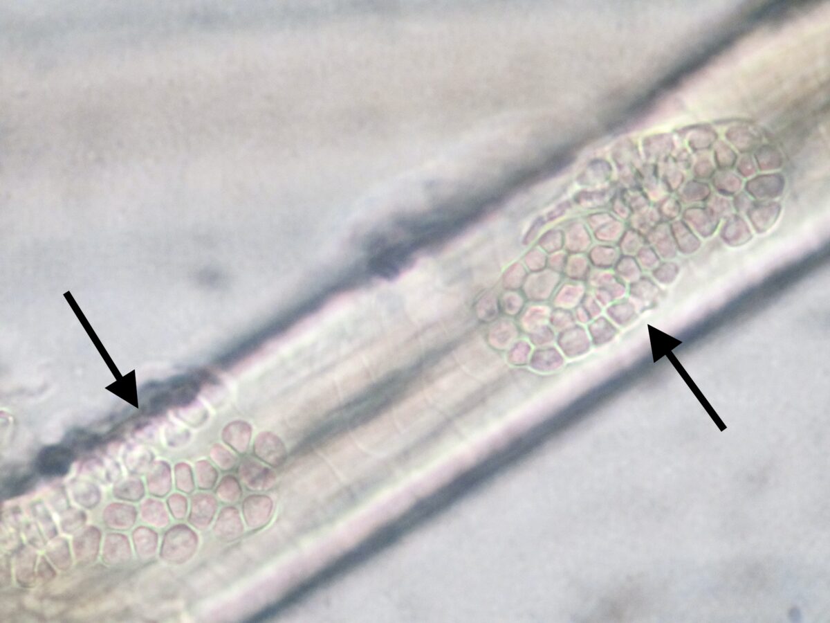 La teigne chez le chien et le chat - Clinique vétérinaire Calvisson