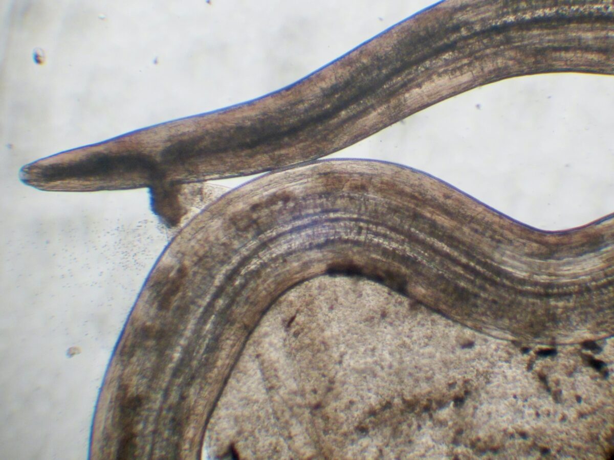 La thélaziose chez le chien et le chat - Clinique vétérinaire Calvisson