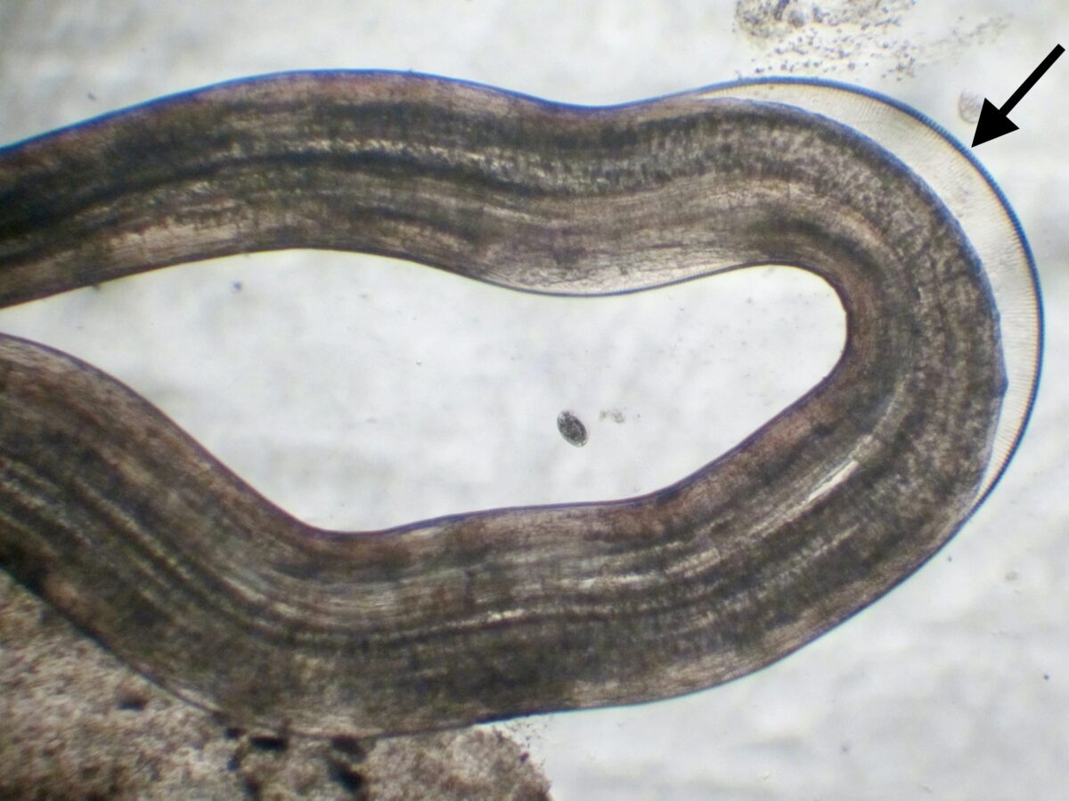 La thélaziose chez le chien et le chat - Clinique vétérinaire Calvisson