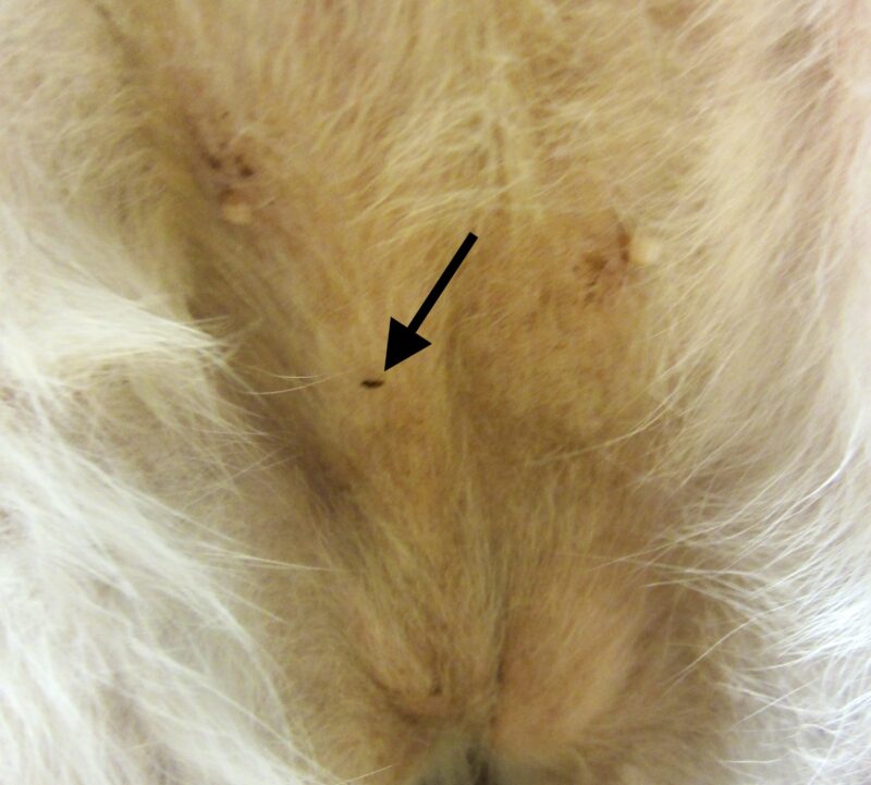 L'infestation par les puces, et ses conséquences chez le chien et le ...