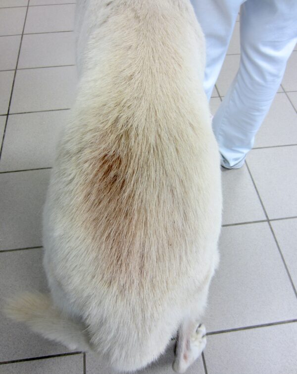 L'infestation par les puces, et ses conséquences chez le chien et le ...