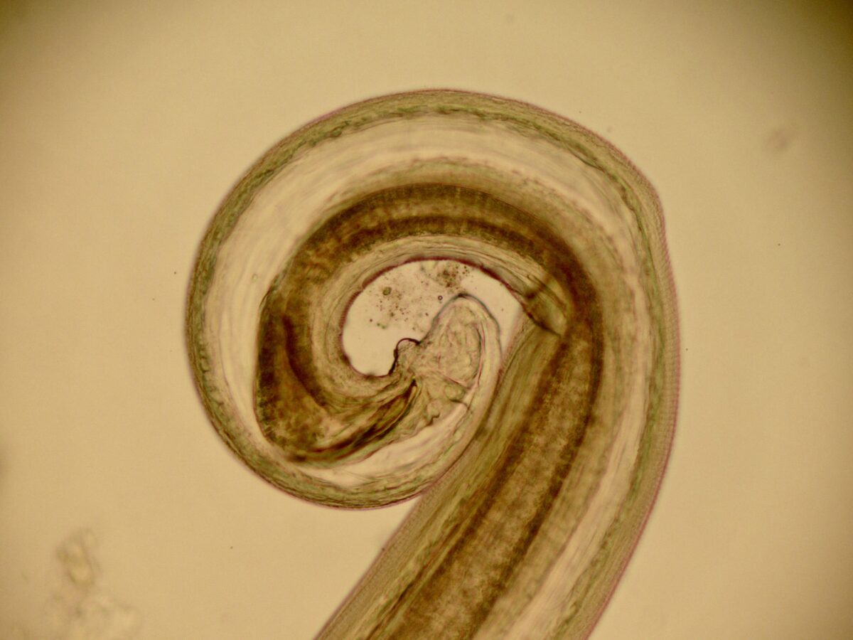 La thélaziose chez le chien et le chat - Clinique vétérinaire Calvisson