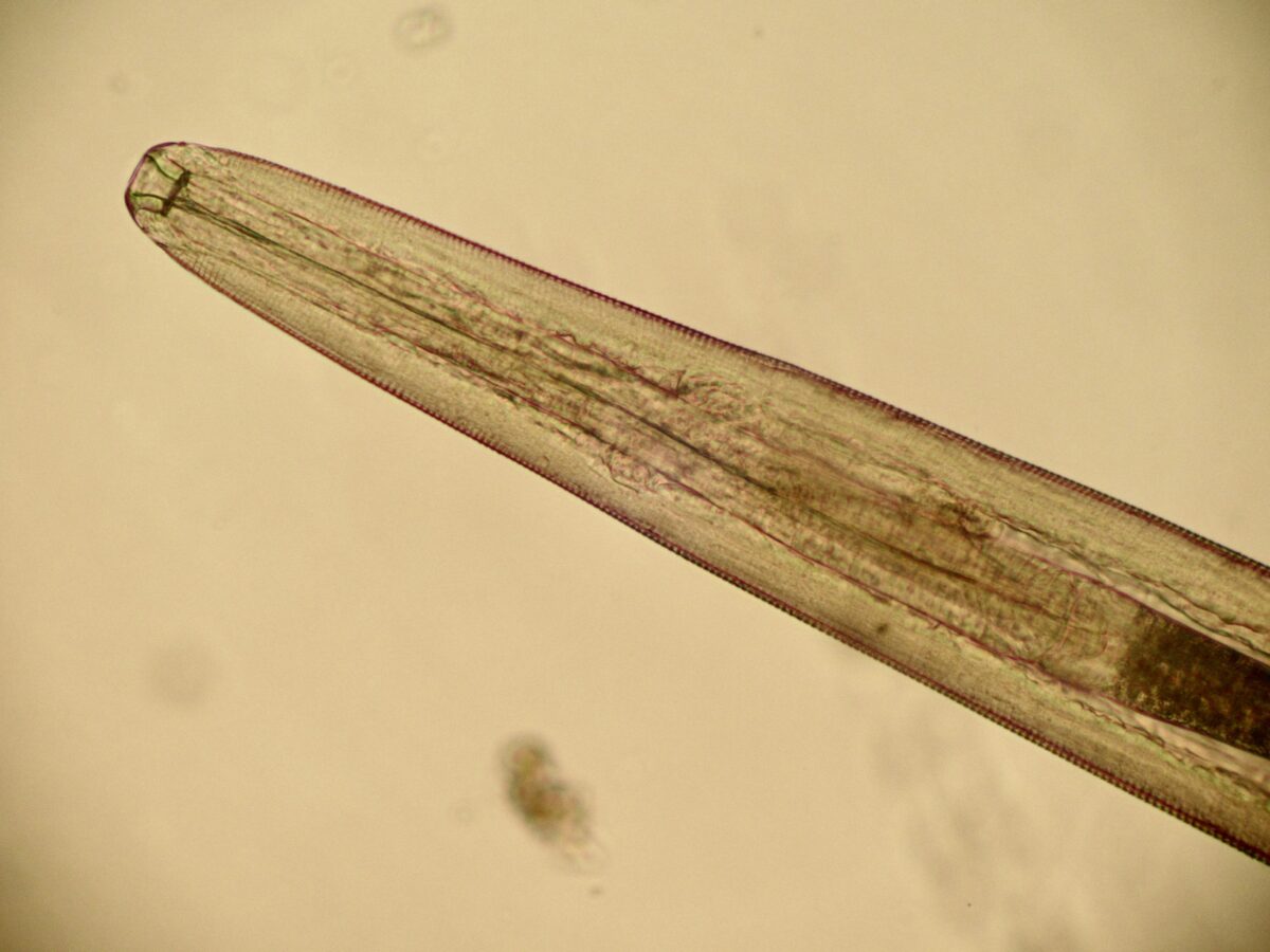 La thélaziose chez le chien et le chat - Clinique vétérinaire Calvisson