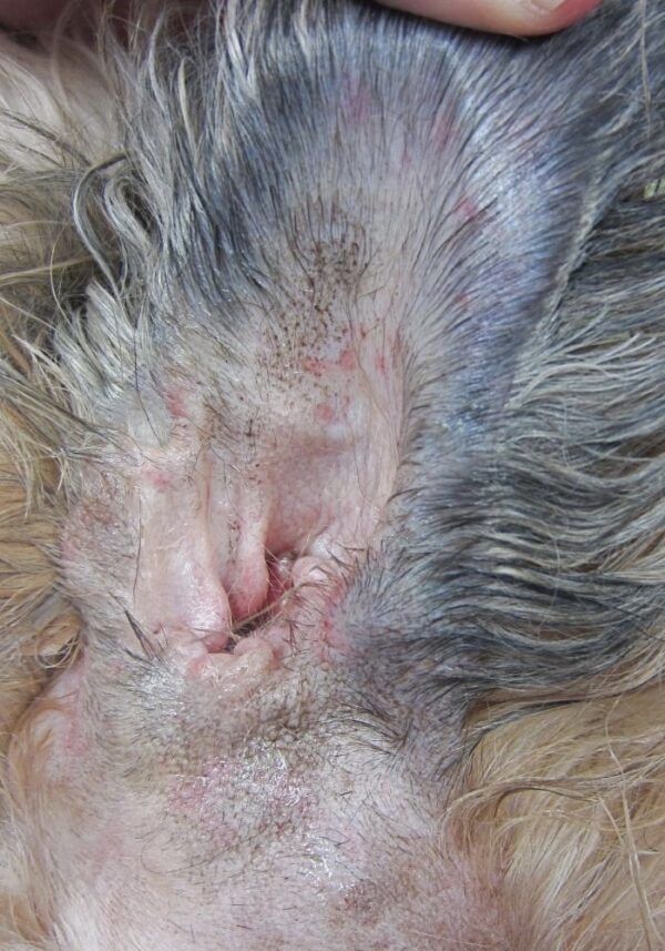 Les maladies des oreilles chez le chien et le chat - Clinique ...