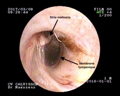 Les maladies des oreilles chez le chien et le chat - Clinique vétérinaire Calvisson