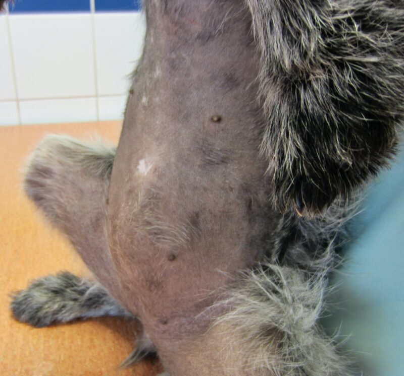 Ehrlichiose du chien à Ehrlichia canis… et quelques autres - Clinique ...